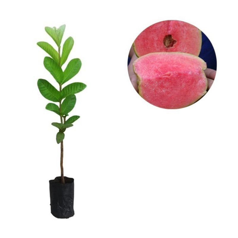Jual BIBIT JAMBU KRISTAL MERAH SUPER (non biji) | Shopee Indonesia