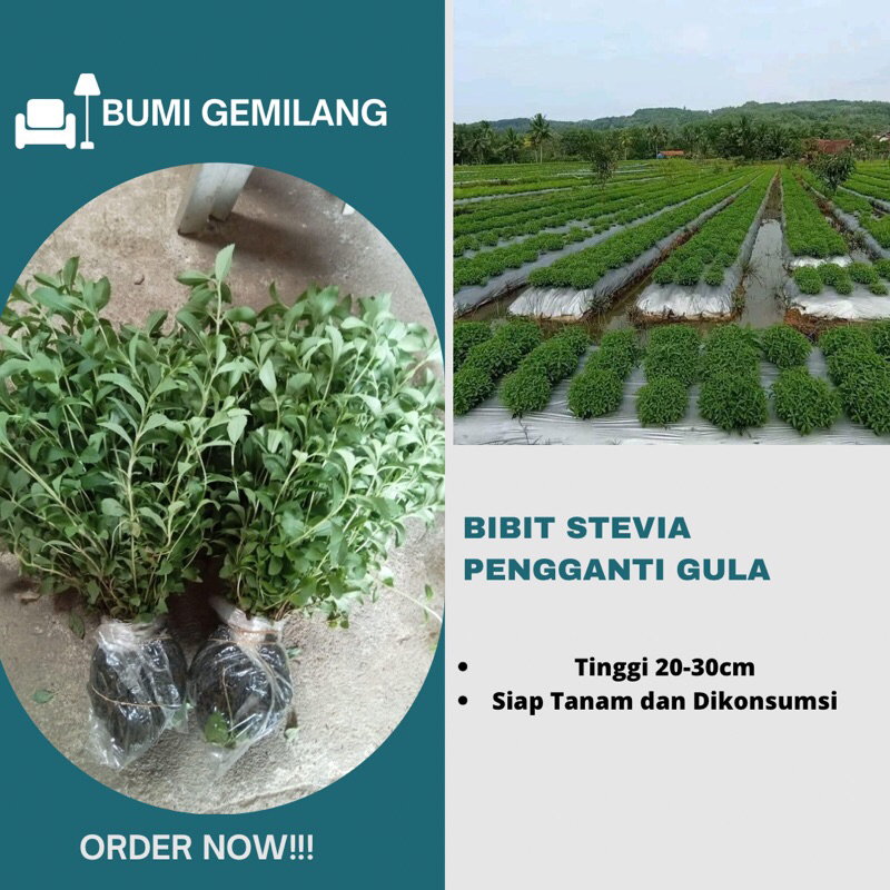 Jual Tanaman Stevia Pengganti Gula Alami | Shopee Indonesia