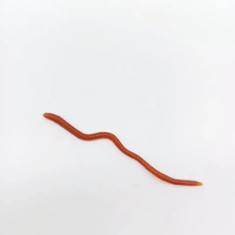 Jual mainan cacing karet tanah isi 4pcs untuk edukasi | Shopee Indonesia
