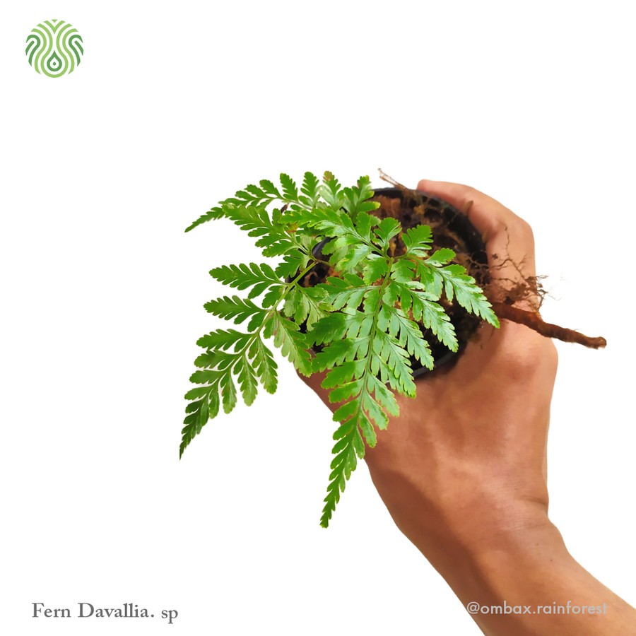 Jual Fern Davallia Sp. - Pakis / tanaman mini / kecil | Shopee Indonesia