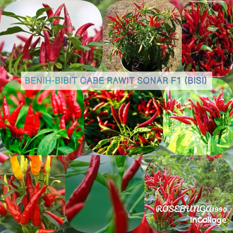 Jual 25 Benih-Bibit Cabe Rawit Sonar F1 (BISI) - Repacking seed | Shopee Indonesia