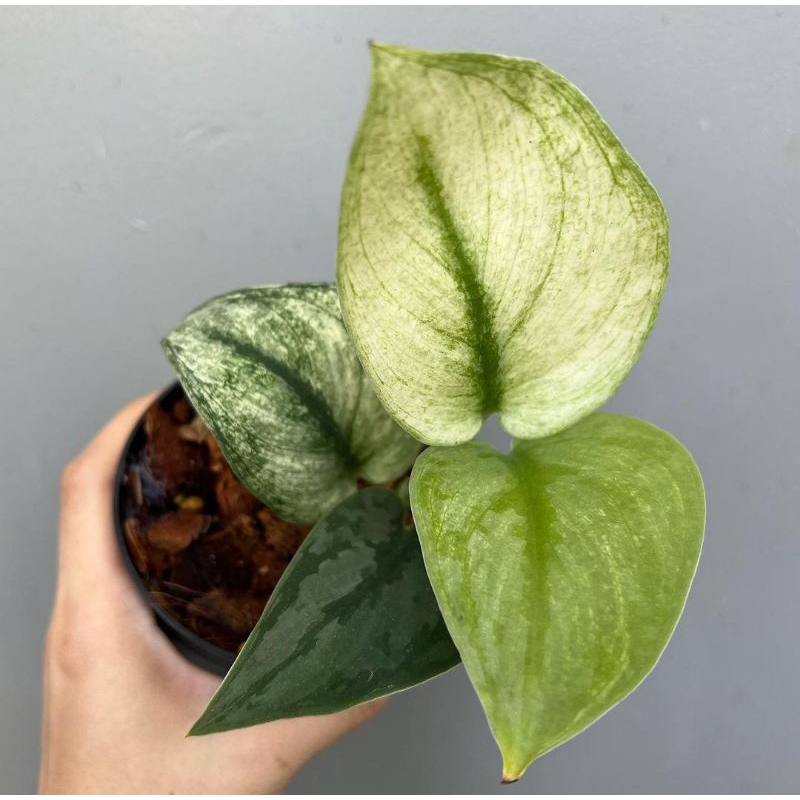 Jual Scindapsus silver knight variegata (Hologram) | Shopee Indonesia