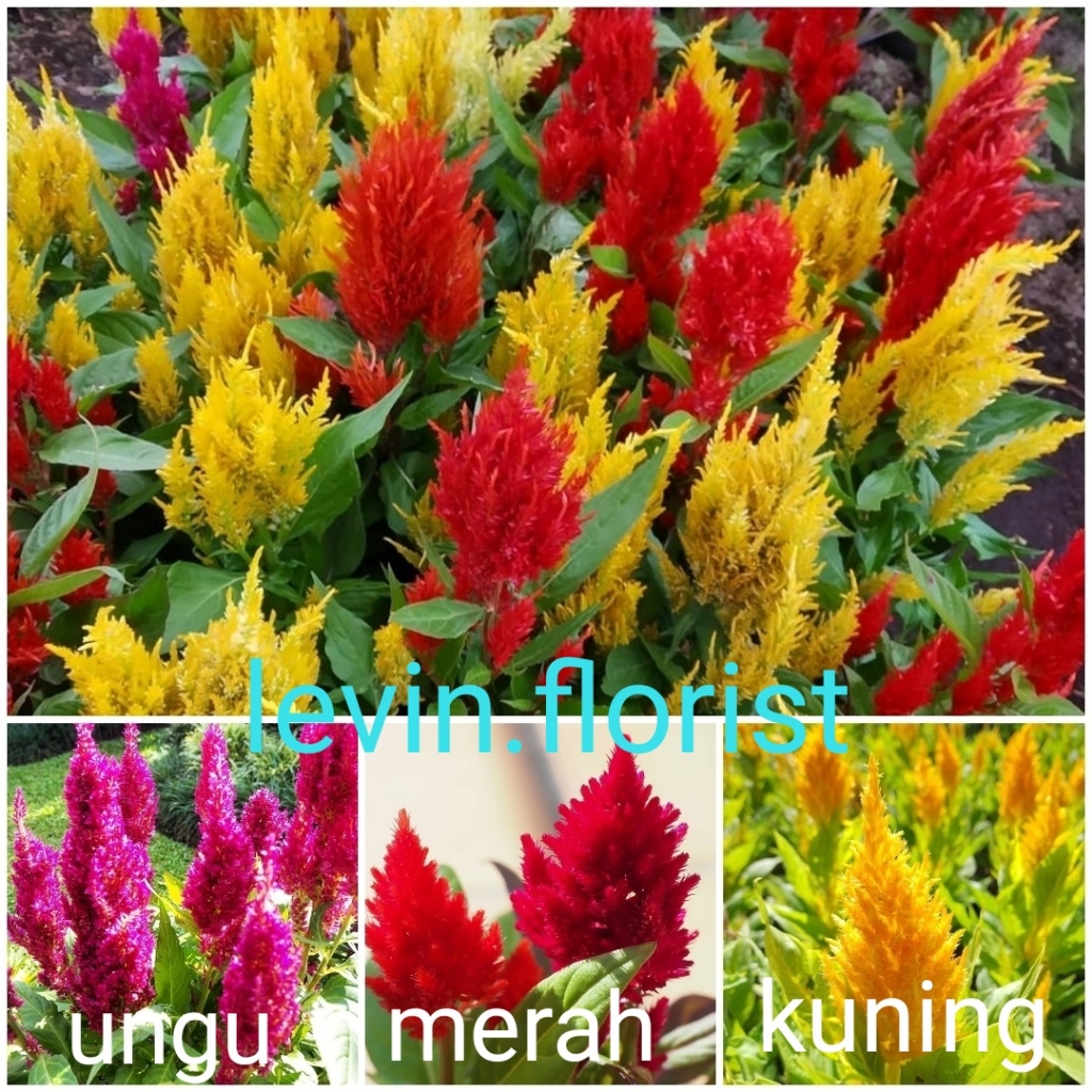 Jual Celosia plumosa / jengger ayam / bibit tanaman hias bunga | Shopee ...