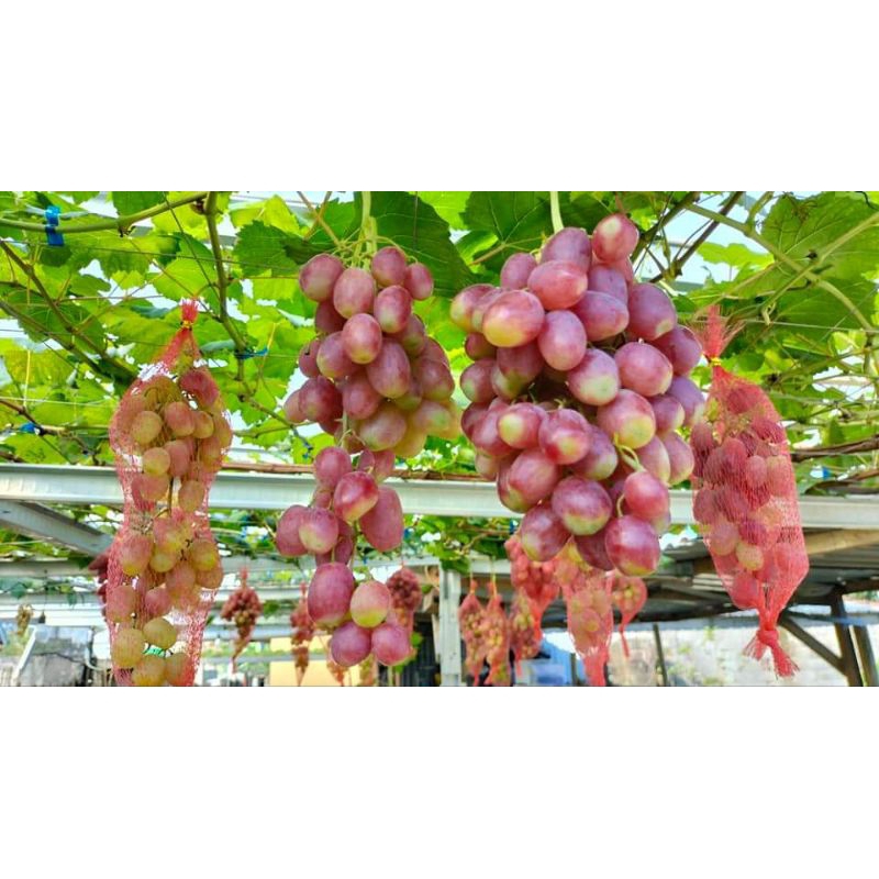 Jual BIBIT ANGGUR 60cm S/d 100cm berbagai varian | Shopee Indonesia