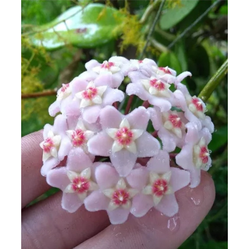 Jual Hoya Anulata | Plant’s Hoya | Hoya Siap Bunga | Hoya Flowers ...