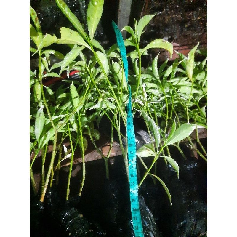 Jual Tanaman Hias Melati Rombusa Tanaman Hias Melati Rombusa Putih ...