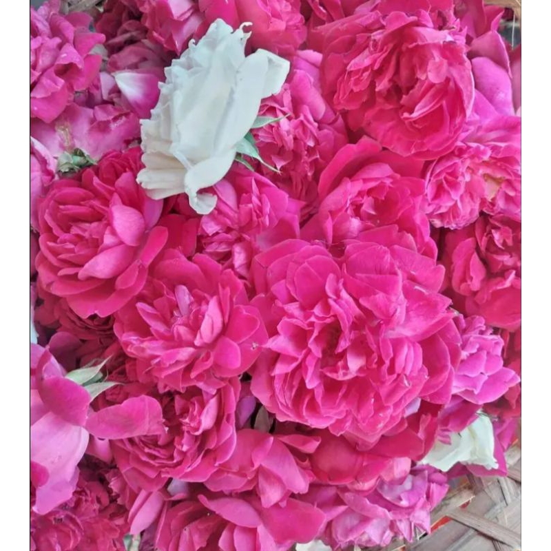 Jual 200 biji bunga mawar petik fress wanggi | Shopee Indonesia