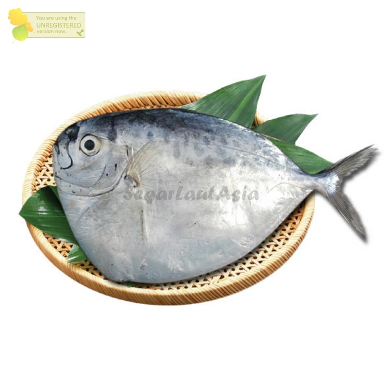 Jual Ikan Etem 1Kg Ikan Etem Segar Segar Ikan Semar MoonFish Seafood ...