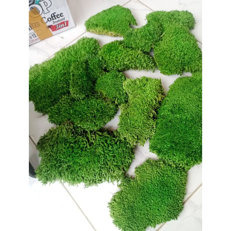 Jual 500 gram moss preserved lumut pinus lumut hutan lumut batu ...