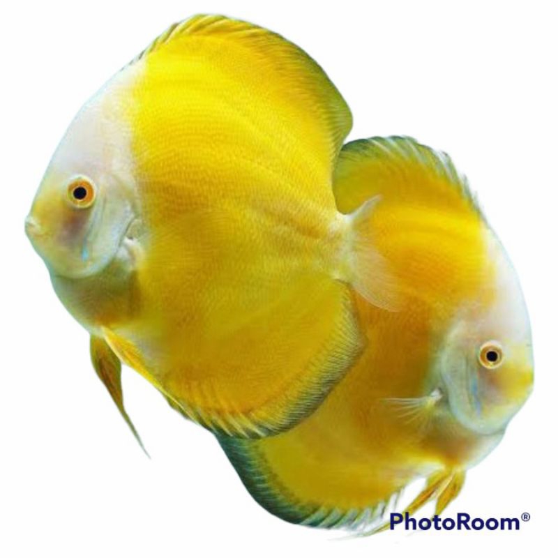 Jual Packing Styrofoam Discus Golden Sunset Ukuran 1cm | Shopee Indonesia