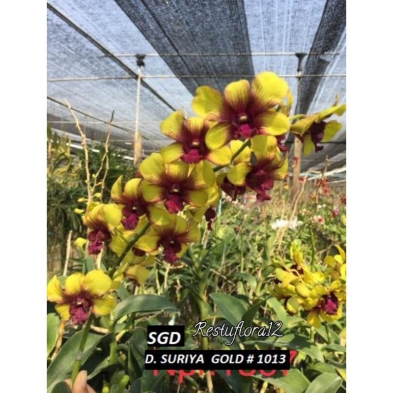 Jual ANGGREK DENDROBIUM SURYA GOLD-Sudah Spike/Knop SIAP BERBUNGA ...