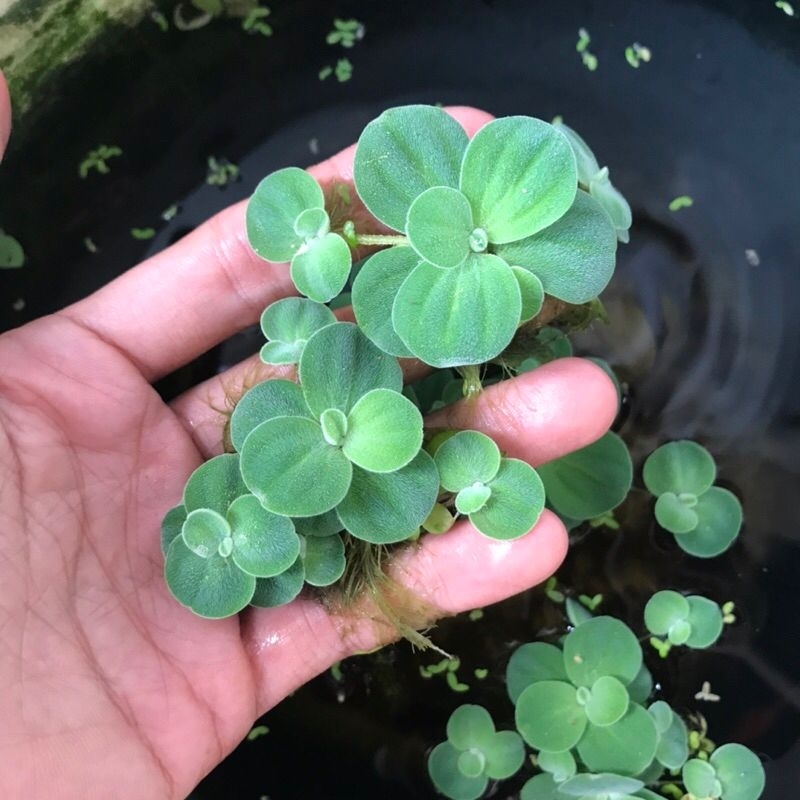 Jual Tanaman apung air Aquascape Apu-Apu Kecil / Kapu-Kapu | Shopee ...
