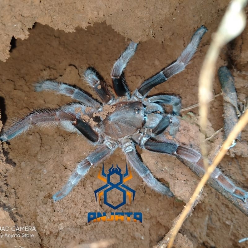 Jual Selenocosmia Javanensis || Tarantula Jawa || S. Javanensis Brown ...