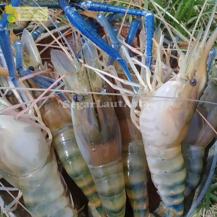 Jual Udang Galah Segar Fresh Udang Gala 1Kg | Shopee Indonesia