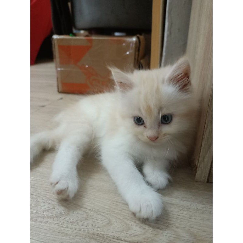 Jual Open Adopt Kucing Persia & Mixdome | Shopee Indonesia