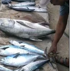 Jual Ikan GT Terlengkap & Harga Terbaru Agustus 2024 | Shopee Indonesia