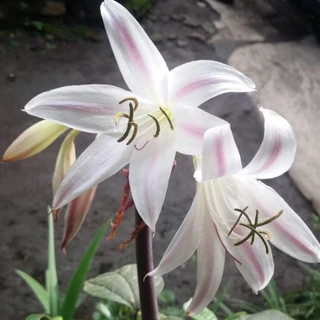 Jual crinum Harga Terbaik & Termurah Juni 2024 | Shopee Indonesia