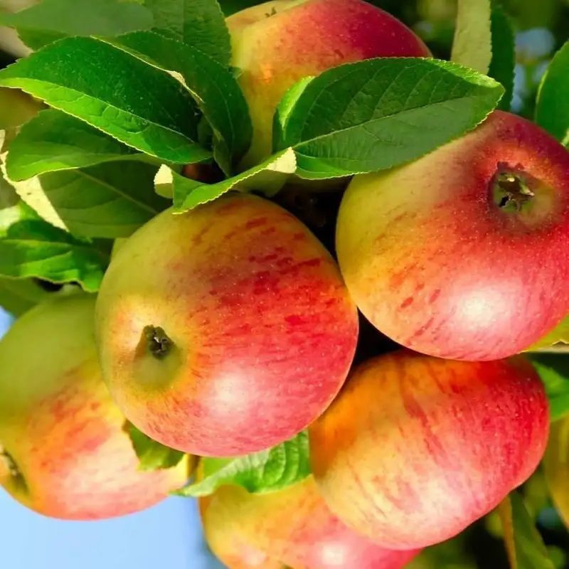 Jual BIBIT APEL MERAH ANNA HASIL CANGKOK BATANG BESAR CEPAT BERBUAH ...