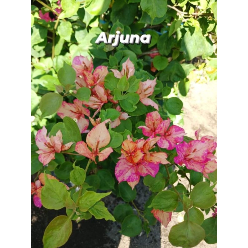 Jual Tanaman bunga kertas Bougenville Arjuna original | Shopee Indonesia