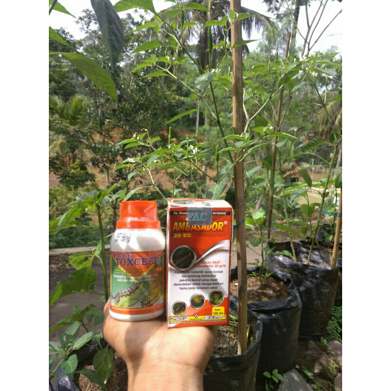 Jual INSEKTISIDA AMBASADOR 20 EC 100 ml tokcer 100 ml | Shopee Indonesia