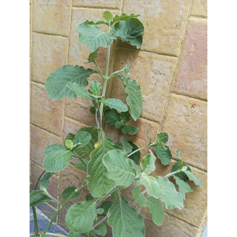 Jual Tanaman Herbal Jarong (latin : Achyranthus aspera Linn) | Shopee ...