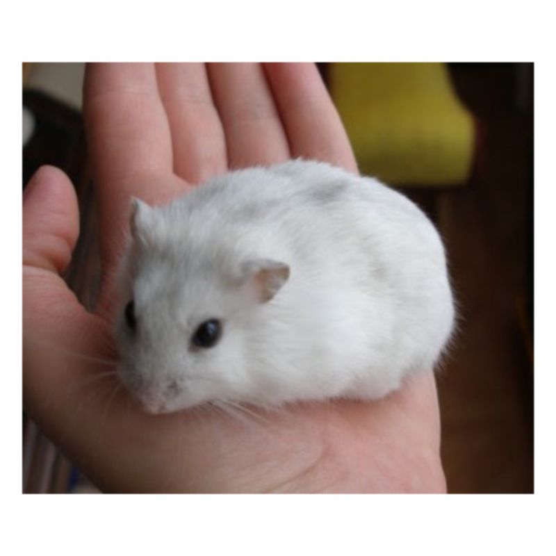 Jual TERMURAH Semua jenis Hamster (Syrian, Campbell, Winter White ...