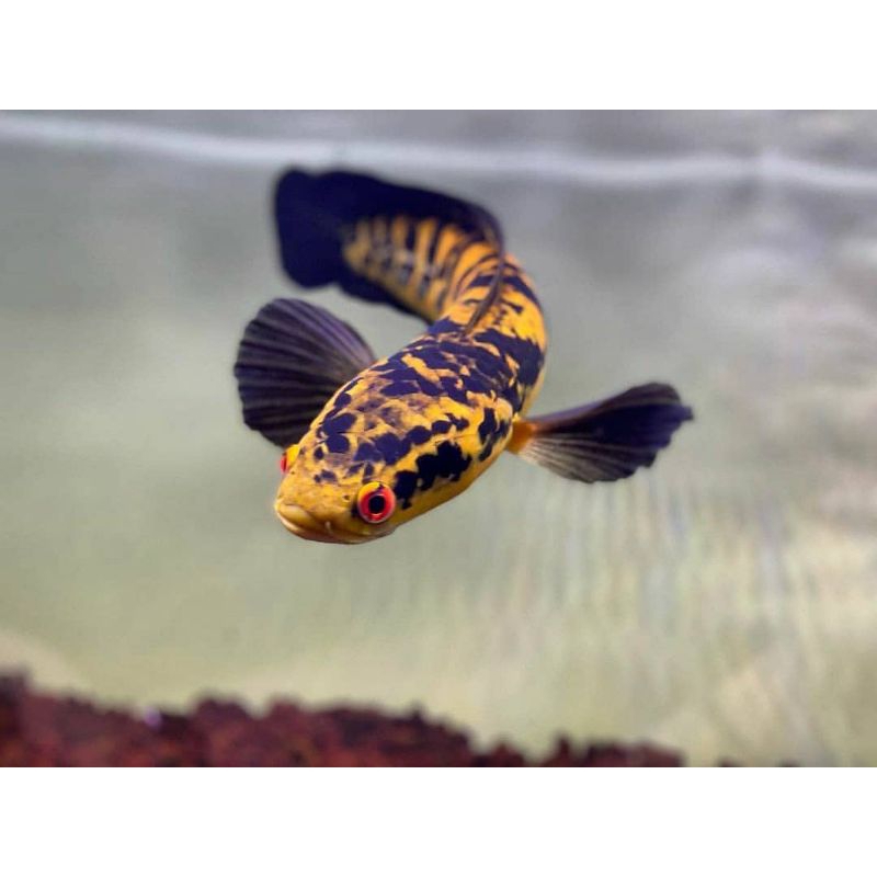 Jual (garansi D.O.A)yellow sentarum /Maru Yellow sentarum mata merah ...