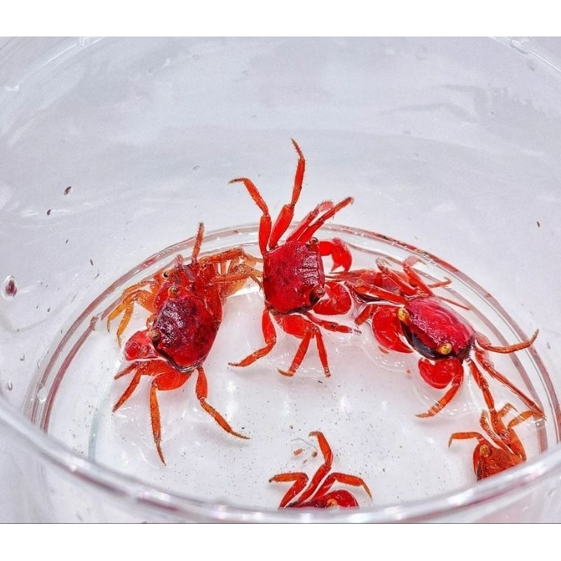 Jual Geosesarma Kepiting Hias Red Tomato ( Vampire Crab ) Paludarium ...