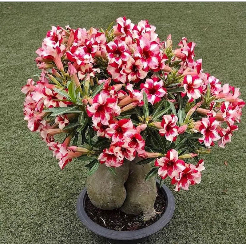 Jual Tanaman hias Bunga Adenium Kemboja Jepang -Adenium Obesum Kamboja ...