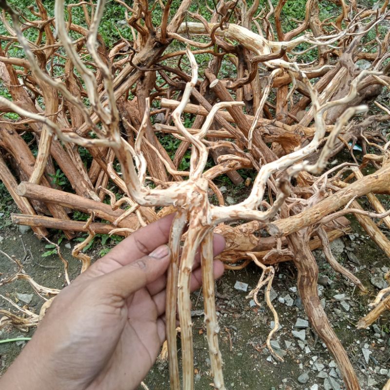 Jual Ranting Aquascape - Akar Rasamala Size s - Akar Senggani Aquascape ...