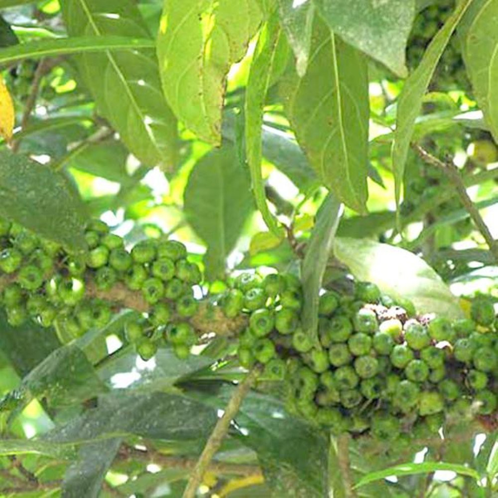 Jual Tanaman Awar-awar (Ficus septica): Tanaman Unik yang Bawa ...
