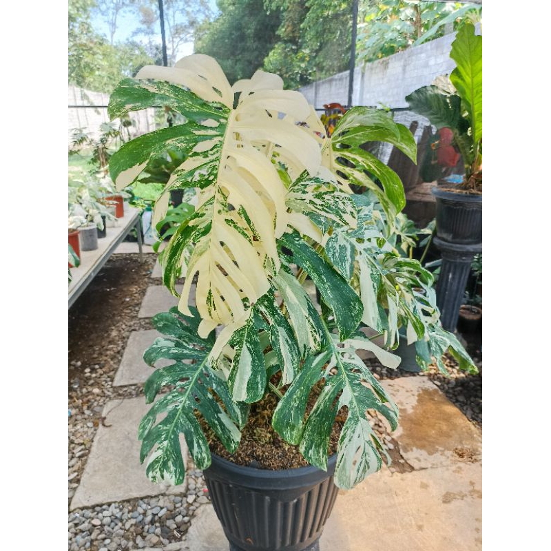 Jual Monstera Variegata Putih Marbel Cakep | Shopee Indonesia