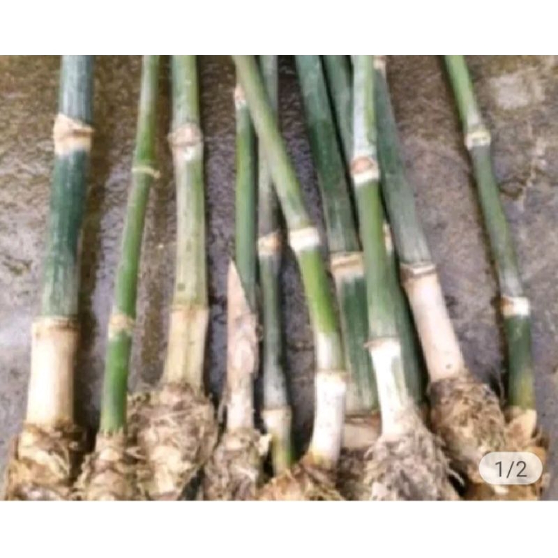 Jual JUAL BIBIT BAMBU BETUNG SUPER MURAH | Shopee Indonesia