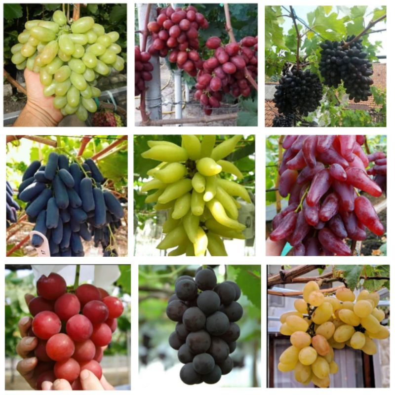 Jual Bibit Anggur Import 50-100 cm | Shopee Indonesia