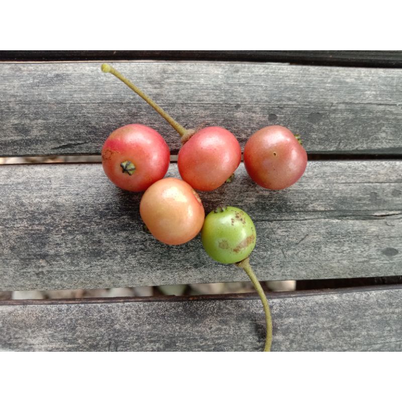 Jual buah talok ,/kersen buah cherry per biji | Shopee Indonesia