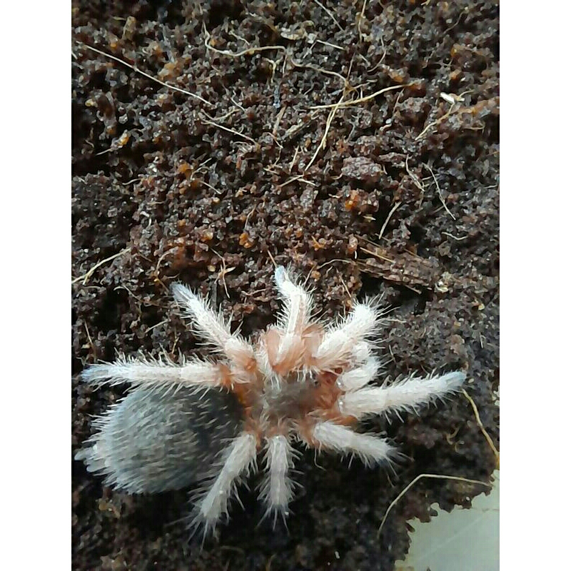 Jual DISPLAY TARANTULA GRAMOSTOLA ROSEA BISA BERJALAN | Shopee Indonesia