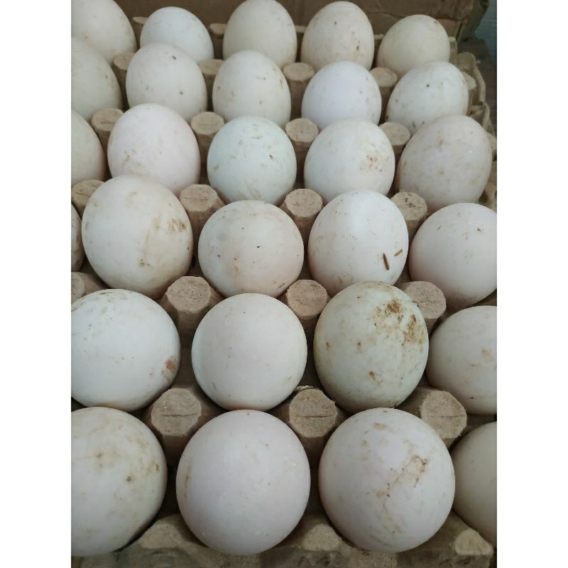 Jual telur bebek (15 butir) | Shopee Indonesia