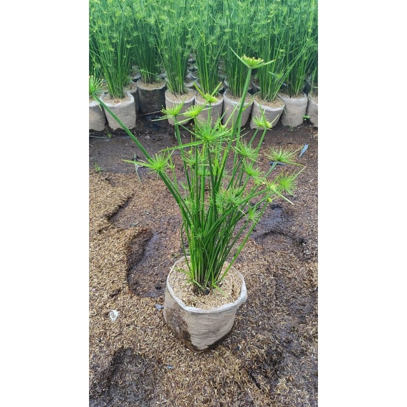 Jual papirus mini/tanaman cyperus papyrus kecil | Shopee Indonesia