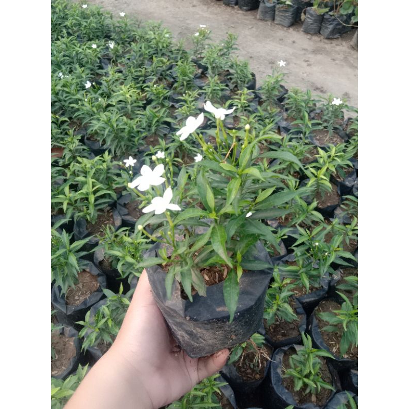Jual BUNGA ROMBUSA PUTIH BELI 5 GRATIS 1 | Shopee Indonesia