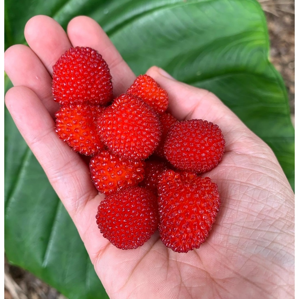Jual Raspberry, Nikmati Kelezatan Buah Rubus Rosifolius di Tamanmu ...