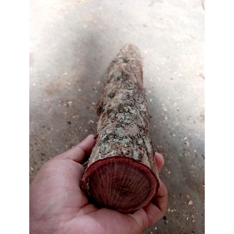 Jual bahan kayu stigi/setigi original | Shopee Indonesia