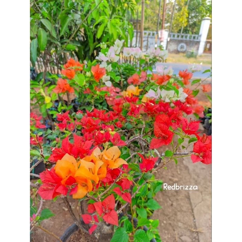 Jual Tanaman bunga kertas bougenville varian import batang original ...