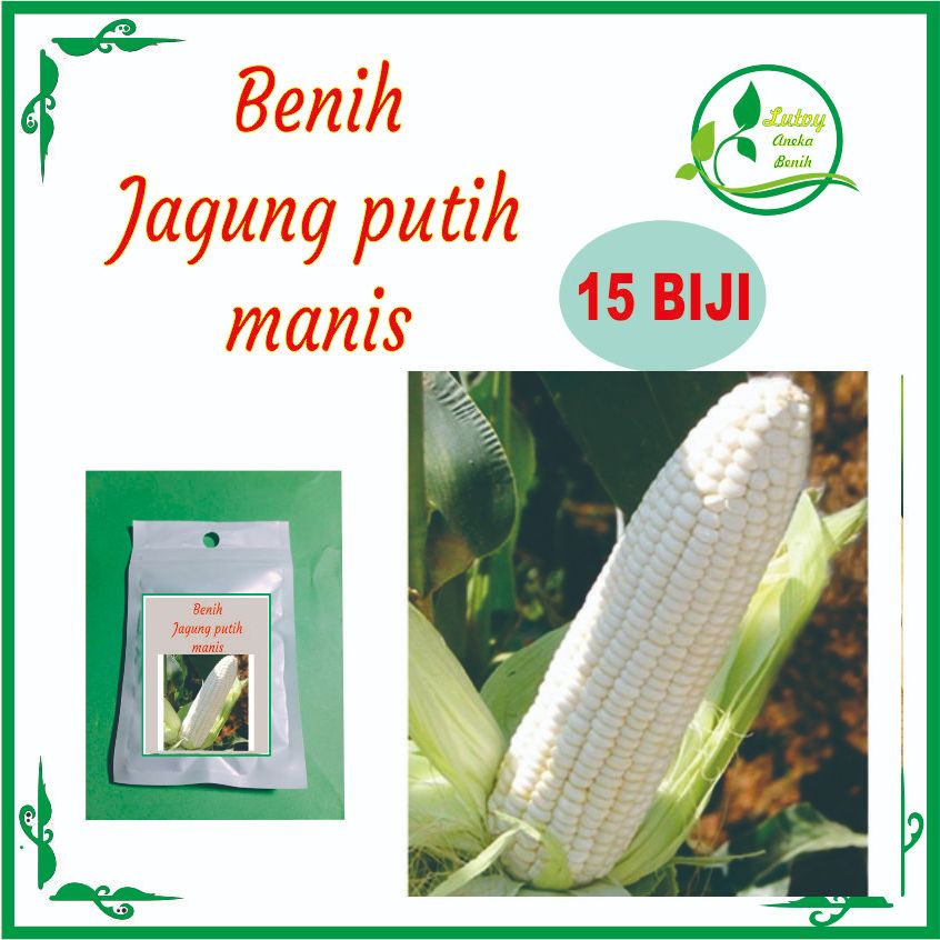 Jual BENIH JAGUNG PUTIH MANIS ISI 15 BIJI | Shopee Indonesia