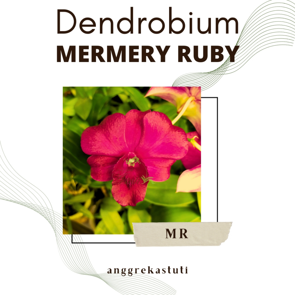 Jual Anggrek Dendrobium Mermery Ruby Dewasa Spike Knop Bunga Mini Kode MR | Shopee Indonesia