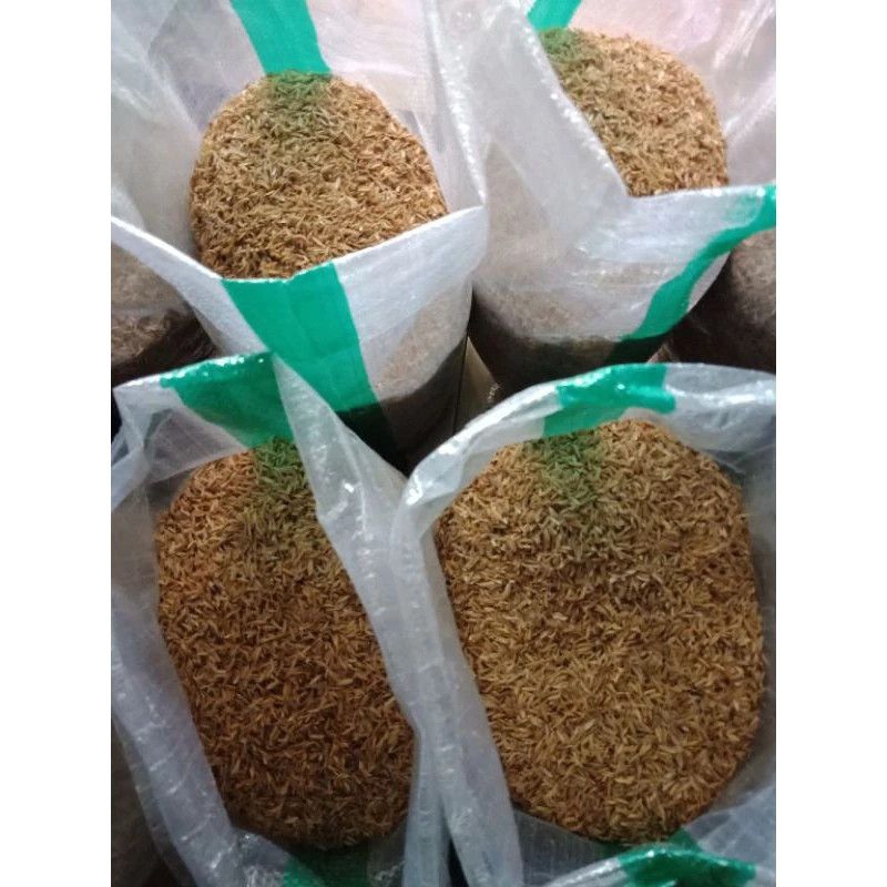 Jual sekam mentah / kulit padi gilingan.(brambut) media tanam | Shopee ...