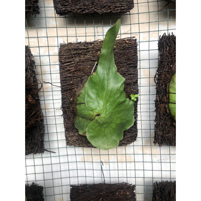 Jual Platycerium Baby Wandae / Simbar Papua | Shopee Indonesia