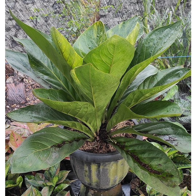 Jual anthurium jemani variegata indukan besar - antorium jenmani ...
