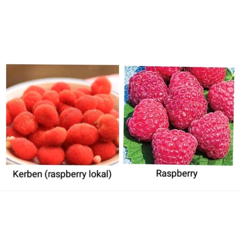 Jual 8 Fruitz frozen raspberry/raspberries beku 500 Gr | Shopee Indonesia
