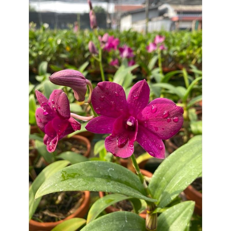 Jual Dendrobium Sakda Beauty Dewasa/spike/knop | Shopee Indonesia