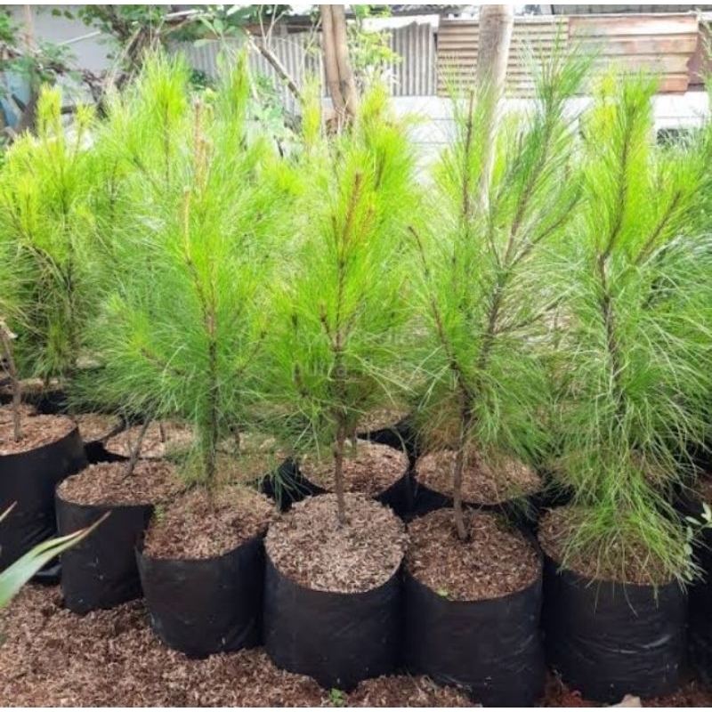 Jual Tanaman Pohon Pinus/Cemara Pinus | Shopee Indonesia